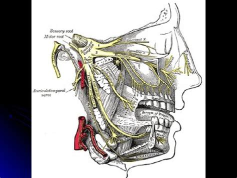 Trigeminal Nerve Mandibular Division Introduction