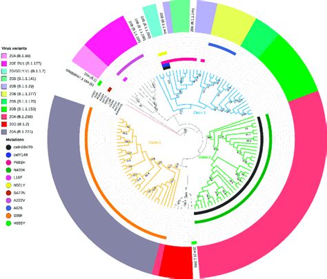 maximum likelihood ml phylogeny of west pomeranian sars cov 2
