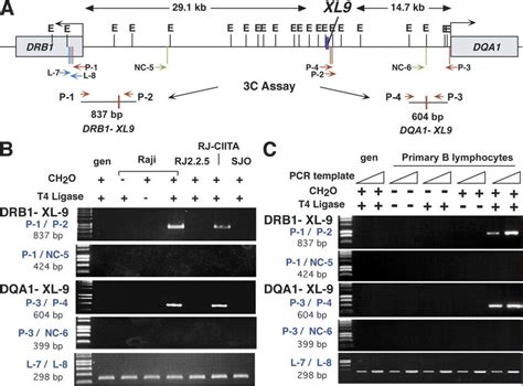 Long Range Chromatin Interactions Form Between Xl9 And The Proximal Download Scientific Diagram