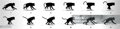 원숭이 실행 주기 애니메이션 프레임 실루엣 루프 애니메이션 시퀀스 스프라이트 시트 실루엣에 대한 스톡 벡터 아트 및 기타 이미지 실루엣 달리기 만화 Istock