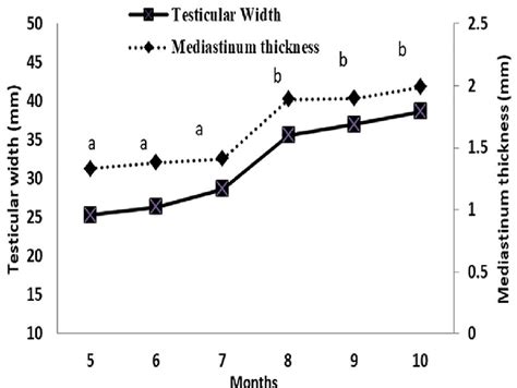 Mean±error Of Mean Sem Of The Testicular Width Mm And Mediastinum