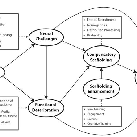 Pdf Neuroplasticity And Cognitive Aging The Scaffolding Theory Of Aging And Cognition