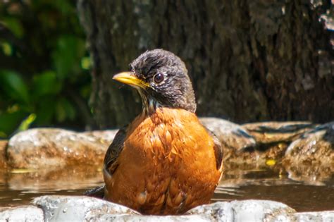 Wanderin Weeta With Waterfowl And Weeds