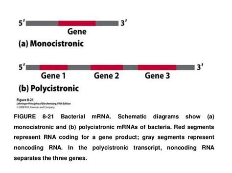 Structure And Function Of Messenger Rna Mrna
