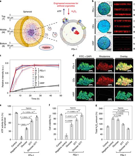 Fex 1 Nanoreactor Penetration And Reduction Of Hypoxia In Spheroids A