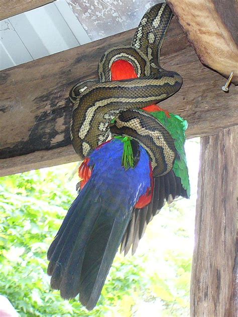 Polly Didnt Want This A Python Eats This Poor Parrot Whole New York