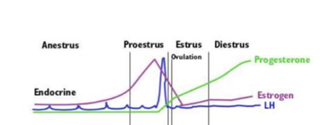 Canine Estrous Cycle Vaginal Cytology Endocrine Testing Flashcards