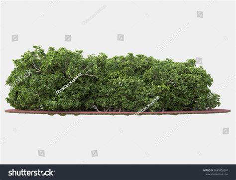 Tree Life No Background Over 1 858 Royalty Free Licensable Stock Illustrations Drawings