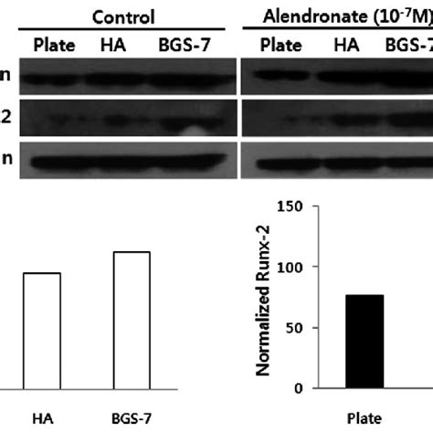 Western Blot Analysis For Osteocalcin Protein Runx 2 Protein
