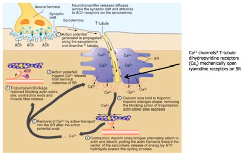 Cell Signaling Flashcards Quizlet