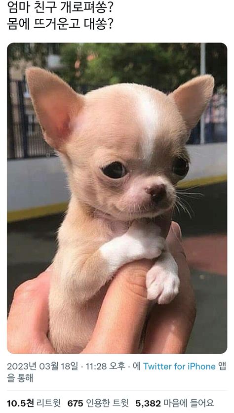 [잡담] 더글로리 박연진이 하예솔보고 강아지라 하는 이유가 있었네 인스티즈 Instiz 드영배 카테고리