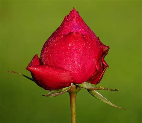 Imgrc Ru Budding Images Usseek Com Gallery3808 My Hotz Pic