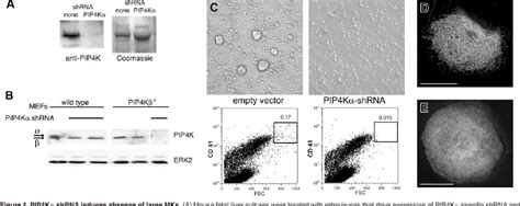 Figure 1 From Characterization Of The Megakaryocyte Demarcation Membrane System And Its Role In