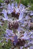 Salvia Pozo Blue Grey Musk Sage