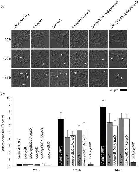 Microscopic Analysis And Quantification Of Arthrospore Formation A Download Scientific