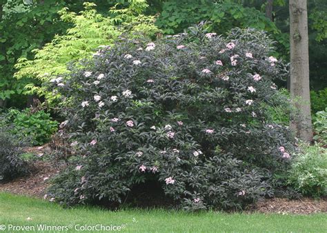 Black Beauty® Elderberry Plant Addicts