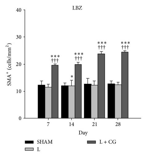 Proliferating smooth muscle cells in vessel walls defined with α smooth Download Scientific