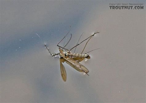 The Beaverkill River New York