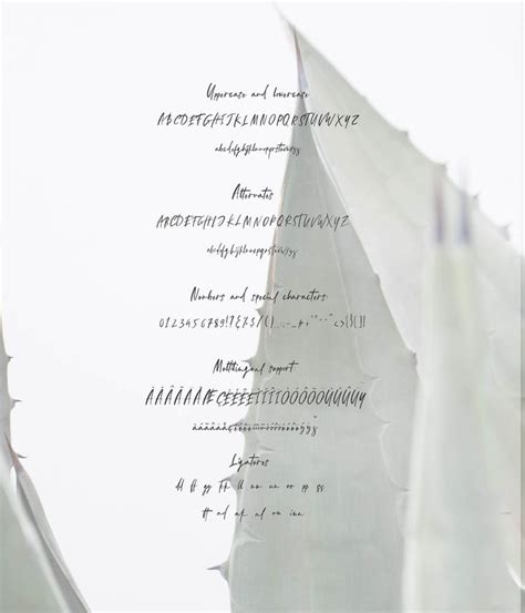 Lemon And Mint Script Typography Graphic Design Photography Lowercase A
