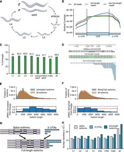 The Full Length Transcriptome Of C Elegans Using Direct Rna Sequencing