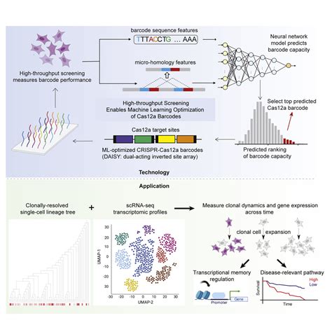 Machine Learning Optimized Cas12a Barcoding Enables The Recovery Of Single Cell Lineages And