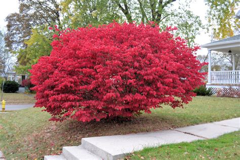How To Prune My Euonymus Shrub