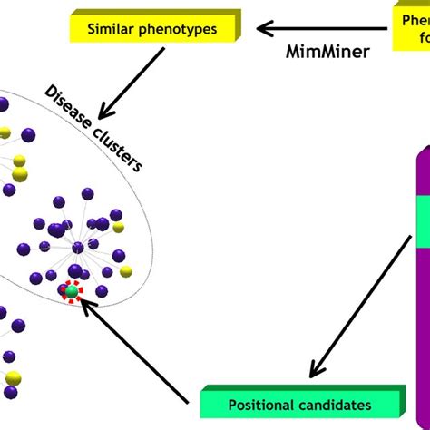 Identification Of Candidate Disease Genes By Means Of Conserved Download Scientific Diagram