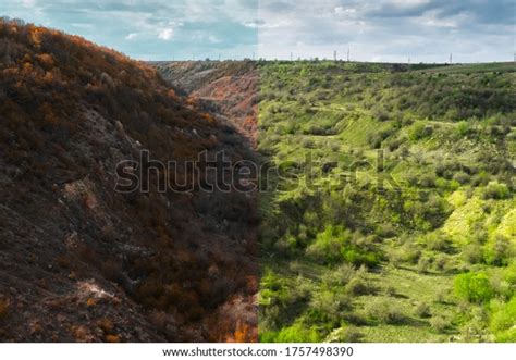 Before After Tree Plant Royalty Free Images Stock Photos Pictures Shutterstock
