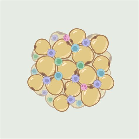 Stem Cell Probe Senpro