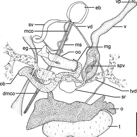 Measurements Of Monogeneans Download Scientific Diagram