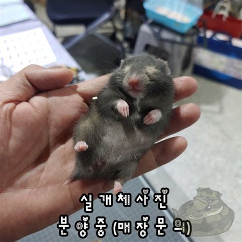 골든햄스터 9월올베이지헤테르그레이세이블화이트 마린렙타일