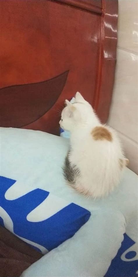 捡到一只小可爱！ 青姀最新章节 免费小说 全文免费阅读 青姀作品 话本小说网