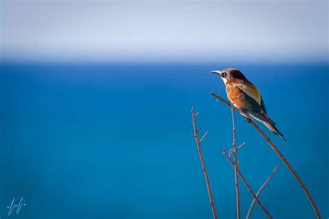 שרקרק Photo Art