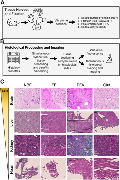 Frontiers Formalin Free Fixation And Xylene Free Tissue Processing