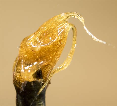 What Are The Different Types Of Hash WeedSeedShop