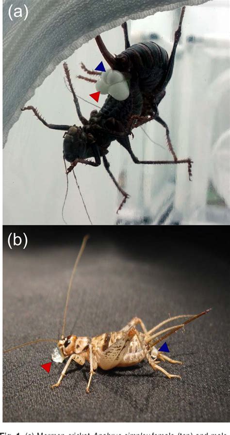 Figure 1 From Partitioning The Effects Of Mating And Nuptial Feeding On
