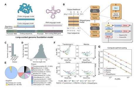 from molecules to genomes evo s trailblazing approach to sequence
