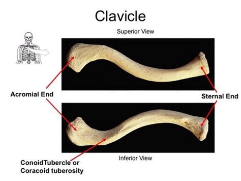 Chapter 7 Appendicular Skeleton Flashcards Quizlet