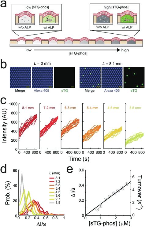 Single Molecule Enzymatic Assay Using Alp A Schematic Illustration
