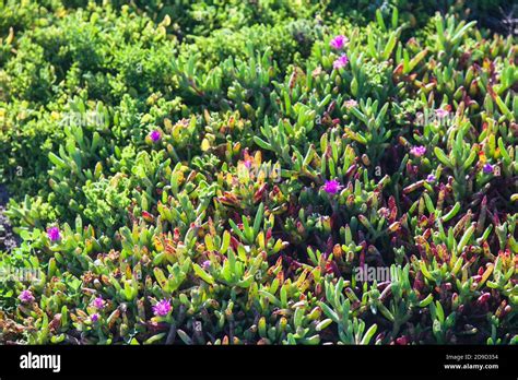 Angular Pigface Carpobrotus Rossii Karkalla Aizoaceae Vivonne Bay