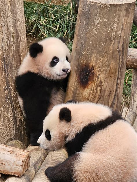 디즈니 애니 어딘가에 있을 거 같이 생긴 루이바오 유머 이슈 Yuldo