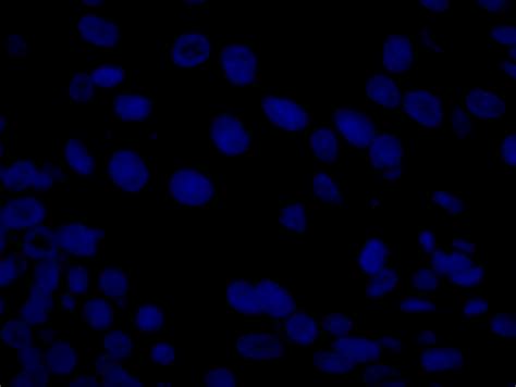cell segment replaced dataset and pre trained model by cellseg