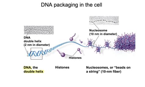 DNA Structure Replication Flashcards Quizlet