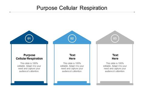 Purpose Cellular Respiration Ppt Powerpoint File Cpb Presentation Graphics Presentation