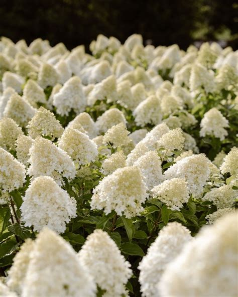 Hydrangea Paniculata Living Candy Love In 2025