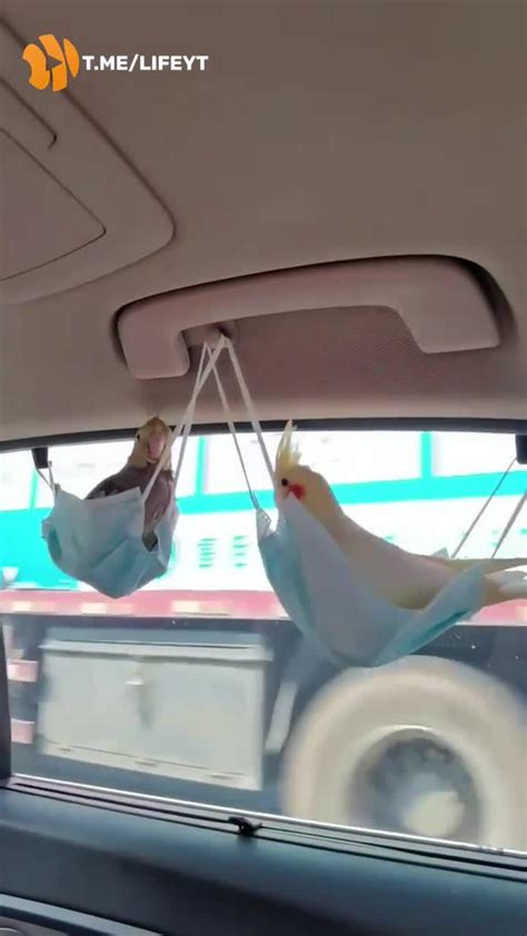 უჩვეულო ჰამაკი By მწვანე კუთხე