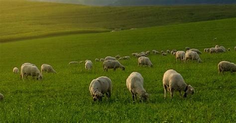 Монгол орны бэлчээр байгаль хамгаалал цаг уурын өөрчлөлт Монголын Бэлчээрийн Менежментийн Холбоо