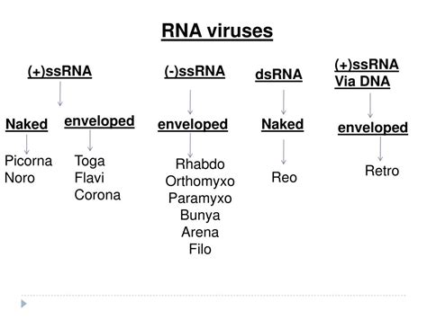 PPT Structure Replication Of Viruses By Dr Marwa Salah PowerPoint Presentation ID 6800400