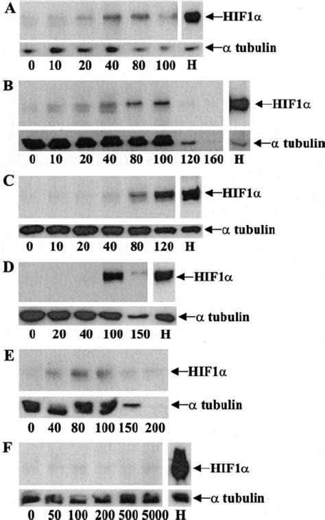 Stabilization Of Hif 1 ␣ By Fumarate Diethyl And Monoethyl Esters In
