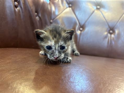 코리안숏헤어 호랑이 털빠짐없는브리티쉬숏헤어키우기 털빠짐없는스코티쉬폴드키우기 털빠짐없는러시안블루키우기 털빠짐없는강아지키우기